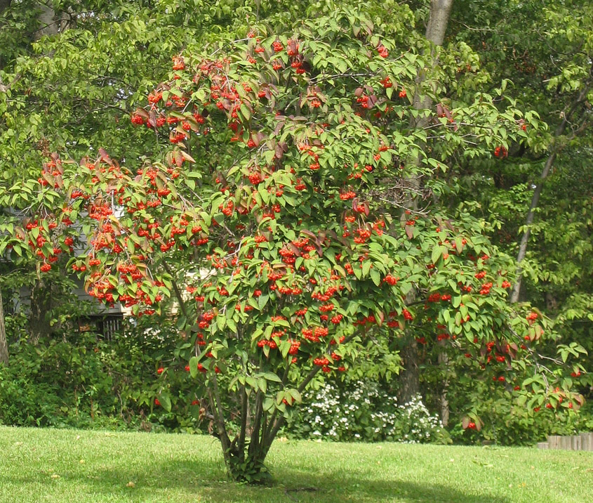 Damn Good plants, Berrying Viburnums - Part 2